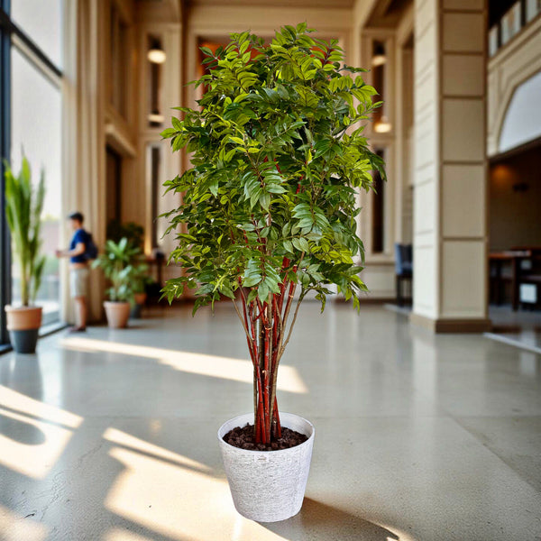 Royal Red Bamboo Tree – Shireen Flowers